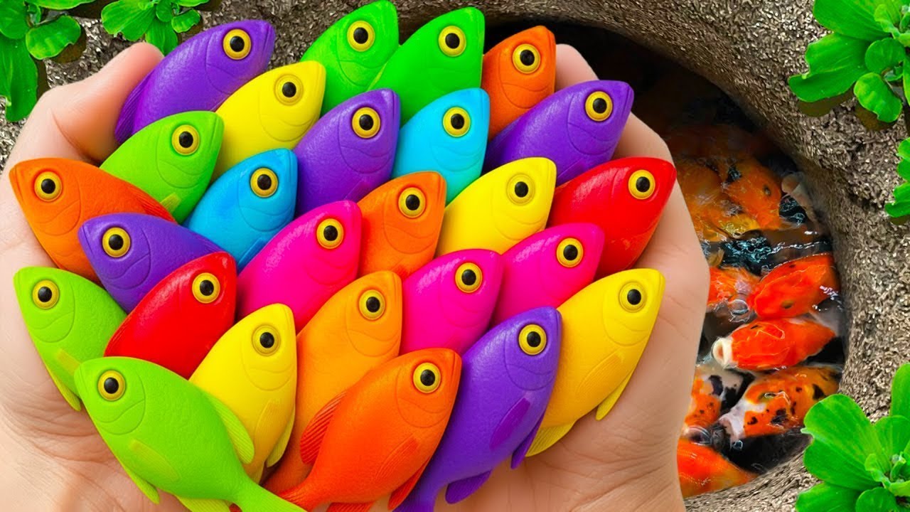 Catch beautiful aquarium fish in small pond # baby turtles, eel, carp ...