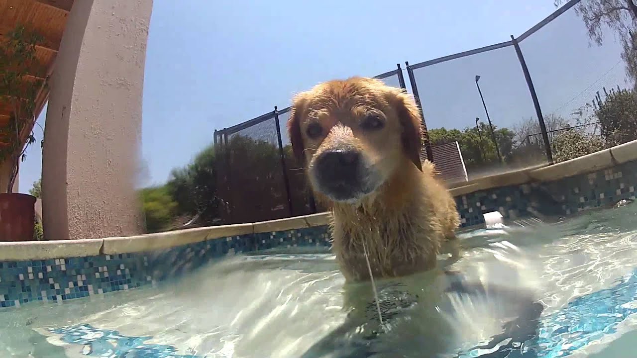 Pooches in the pool - YouTube