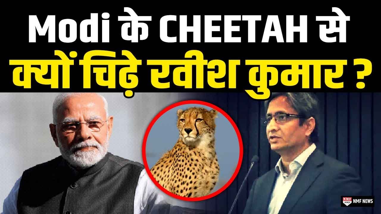 Modi सरकार ने भारत में कराई Cheetah की एंट्री, रवीश कुमार क्यों चिढ़ गए ...