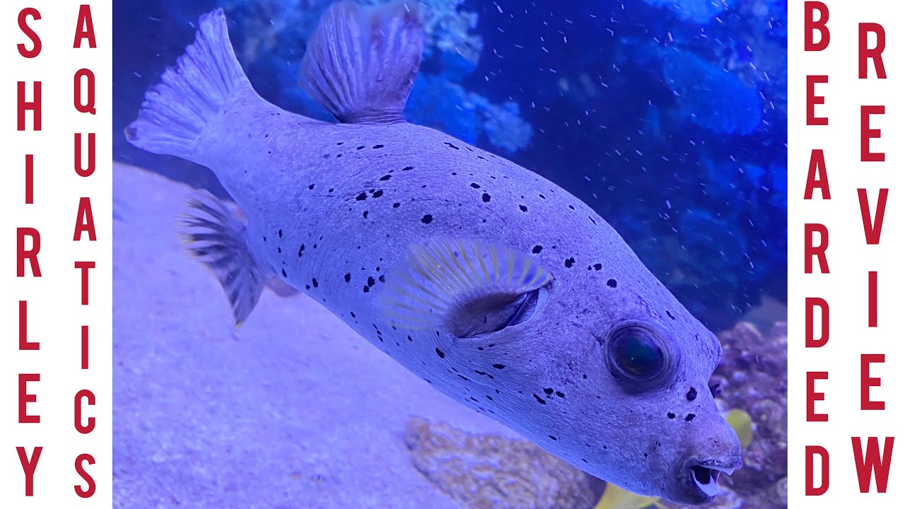 Shirley Aquatics | Becketts Farm | Giant Japanese Koi | Snakes | Marine ...