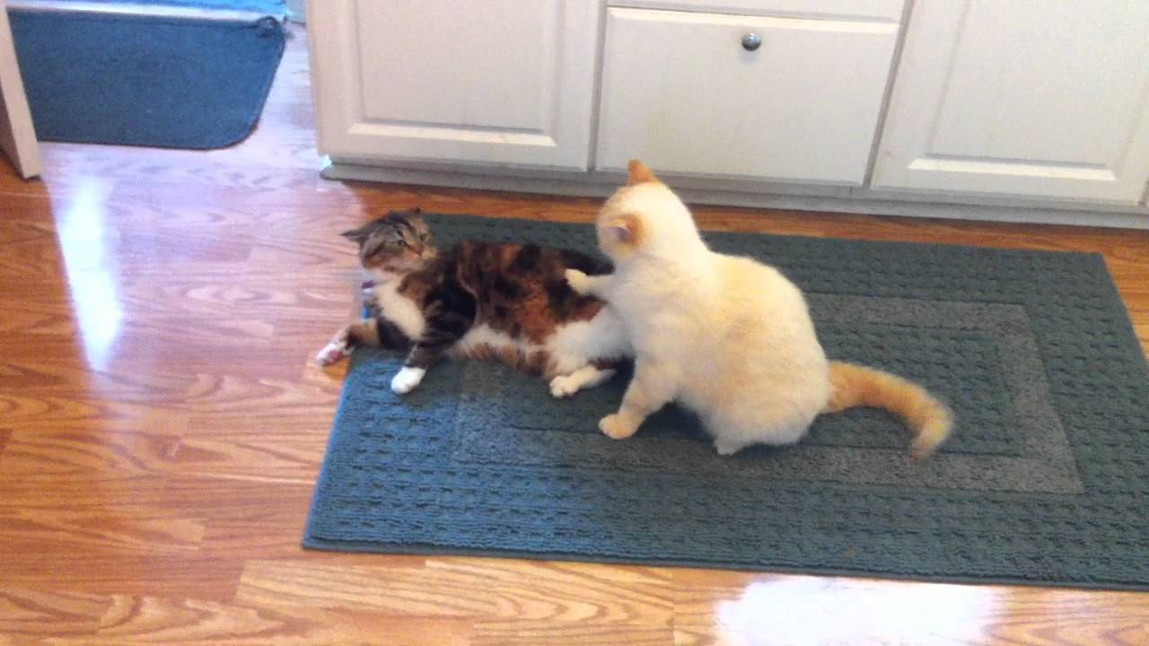 Calico cat Violet and flame point cat Rafa pals playing and wrestling ...