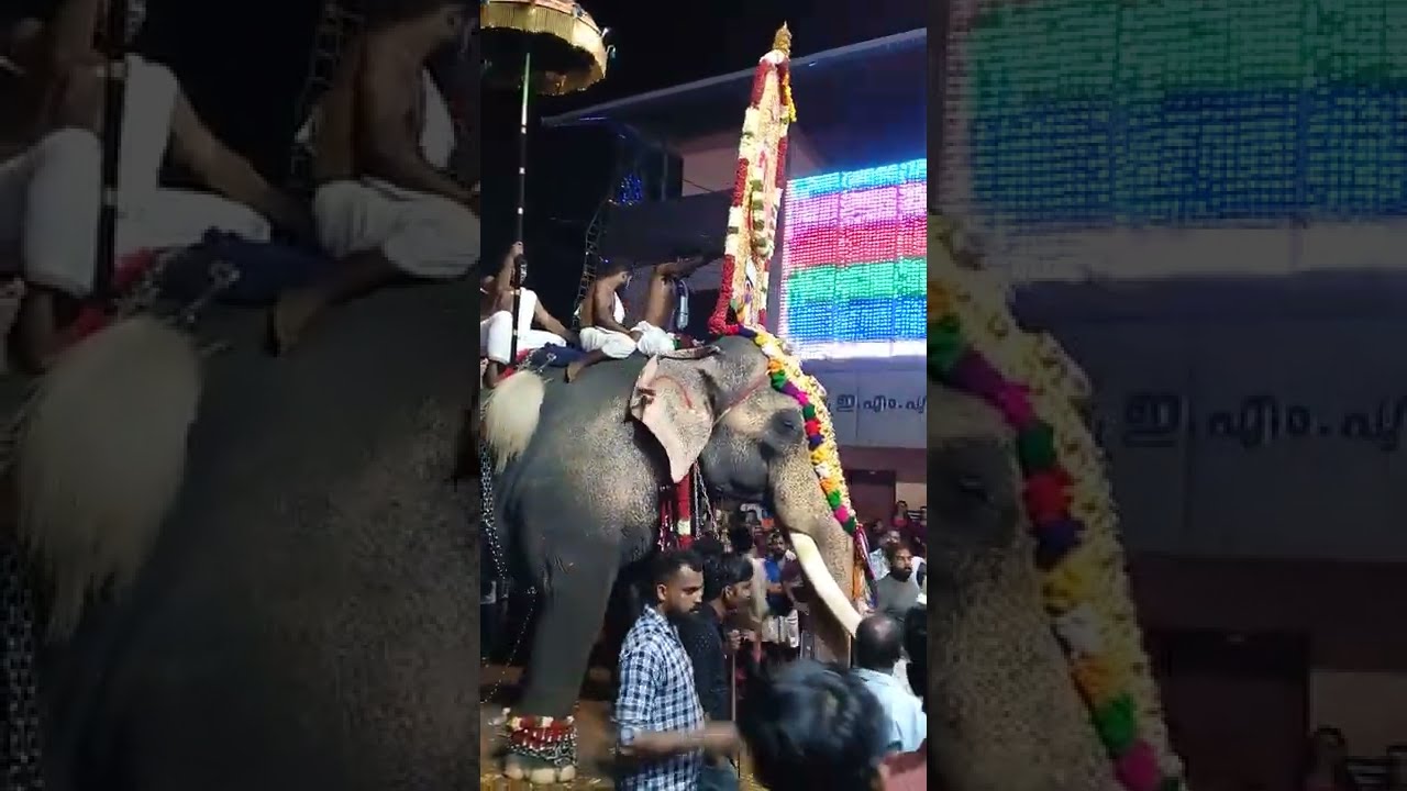 Biggest Elephant Mass Entry | Kerala - YouTube