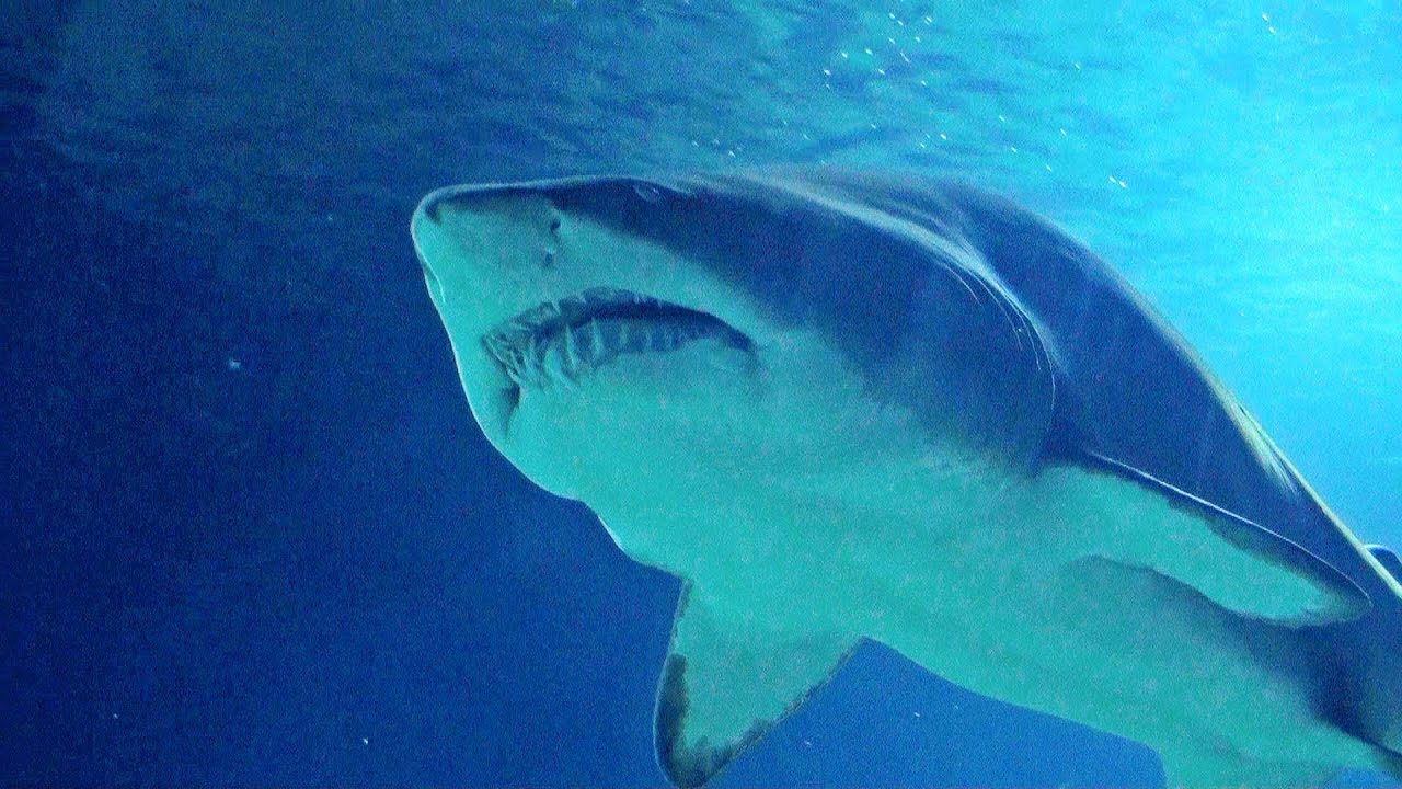 Sharks - Tiburones / Imágenes de tiburones / Nearly live view acuarium ...