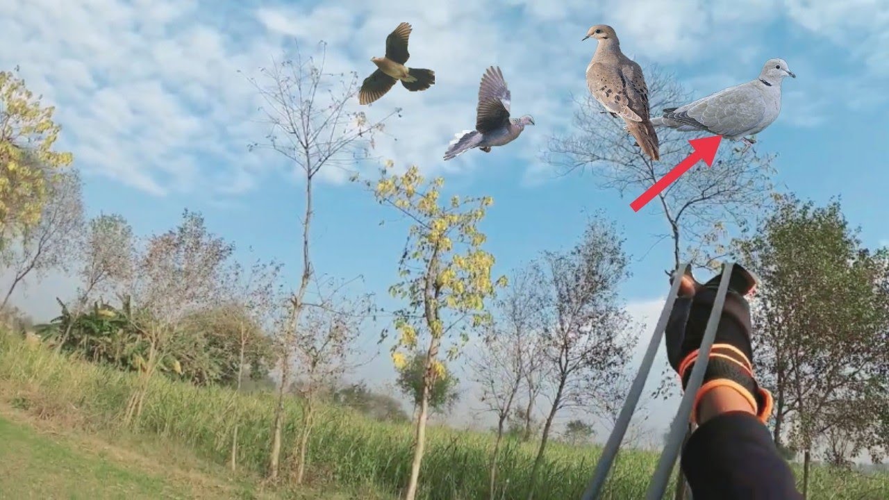 Reaction Amazing Hunting Video - Pakistan Slingshot Hunting Birds 02 ...