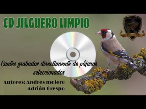 🏆 CD de jilguero limpio 2022. Cantes grabados de pájaros seleccionados. chant chardonneret