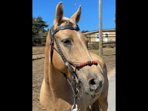 Missouri Fox Trotter - Trace - Trail - Flat Walk, Fox Trot -Gaited ...