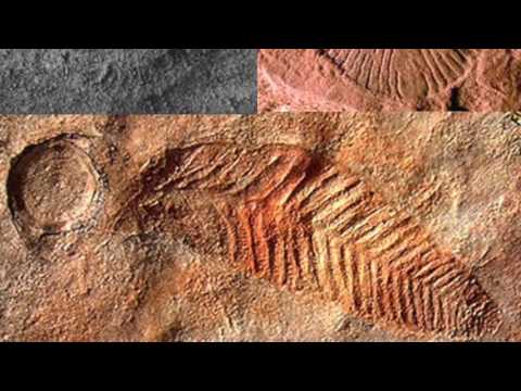 What is the Ediacaran Hills and Ediacaran Period? - YouTube