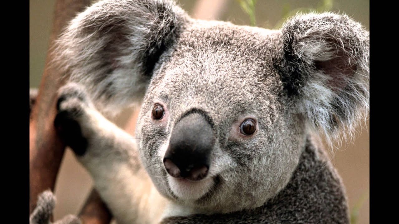 Pereta Purki - Scoreggiare In Un Barattolo HD - YouTube