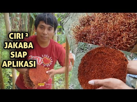 Ciri² Jakaba Siap Aplikasi dan Cara Aplikasi Jakaba | Urban Gardening ...