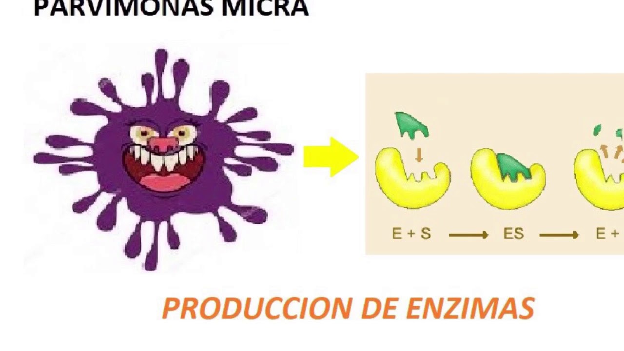 Parvimonas micra - fagocitosis - YouTube