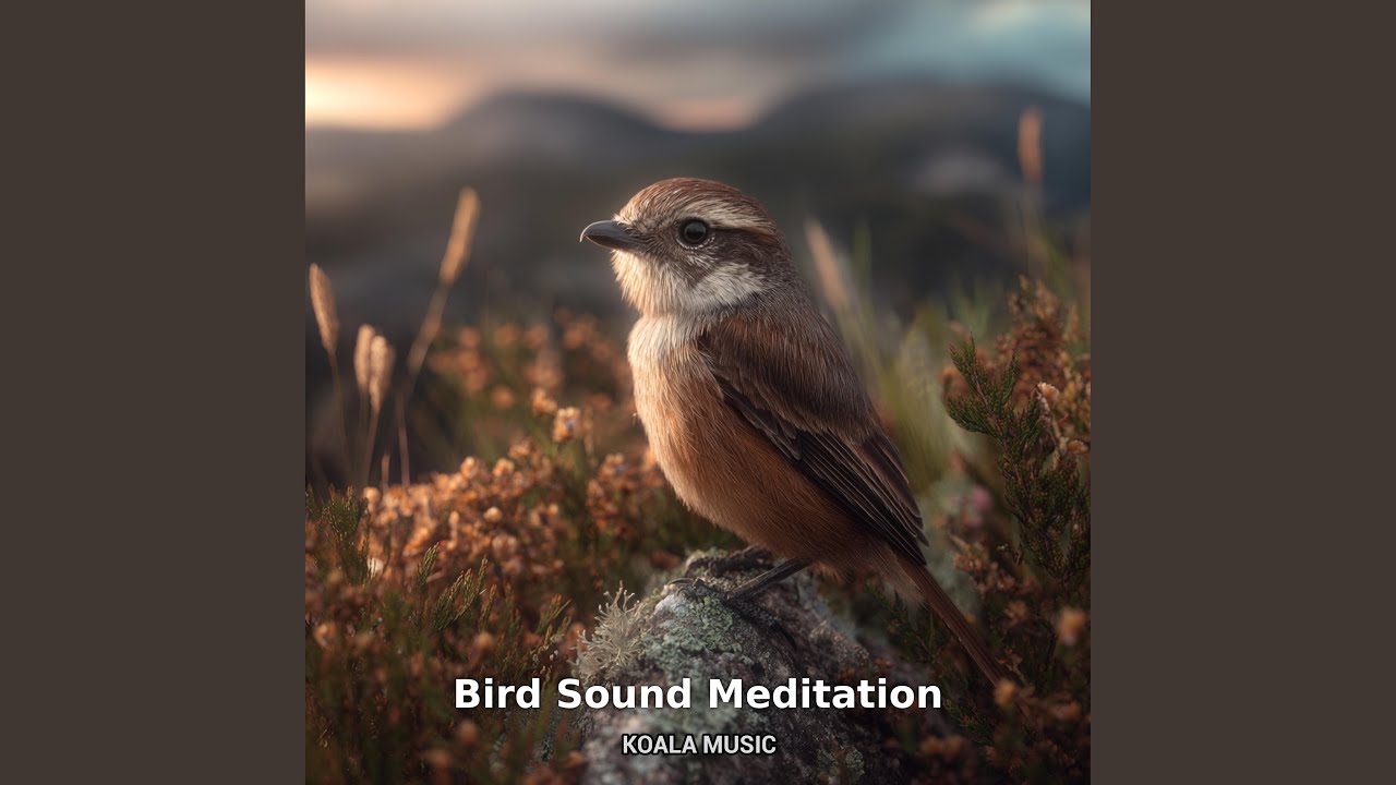 Bird Sound Meditation for Mindfulness and Calm, Pt.2 - YouTube