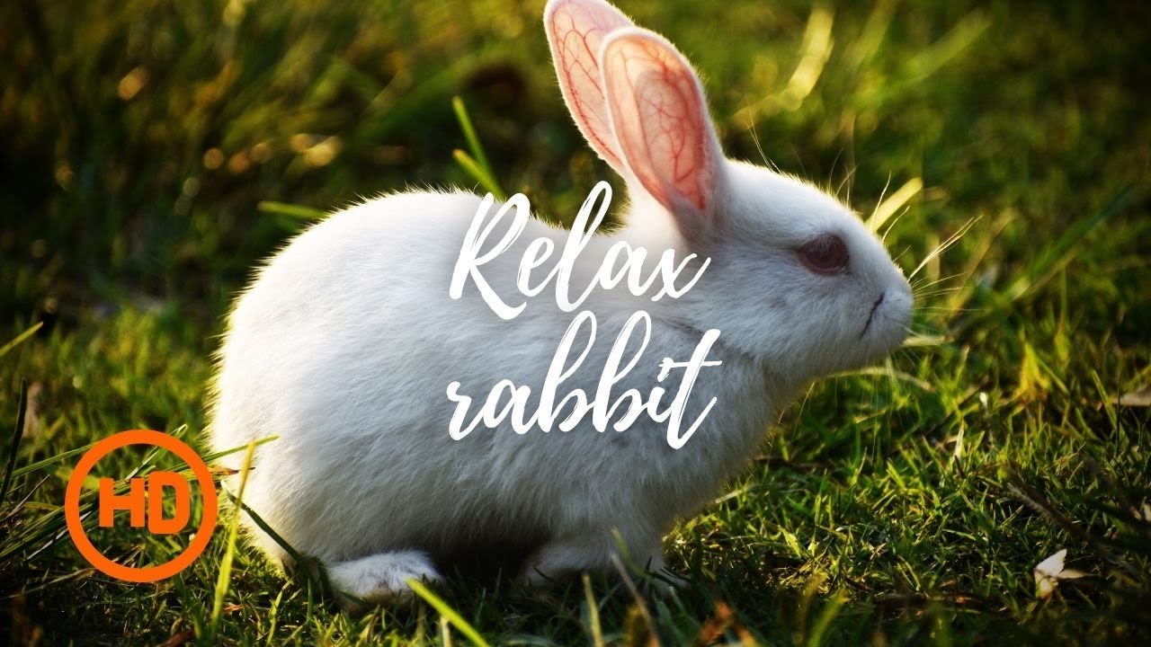 Relax rabbit / Sleep music / Meditation / Relax / Sleep / Sounds ...