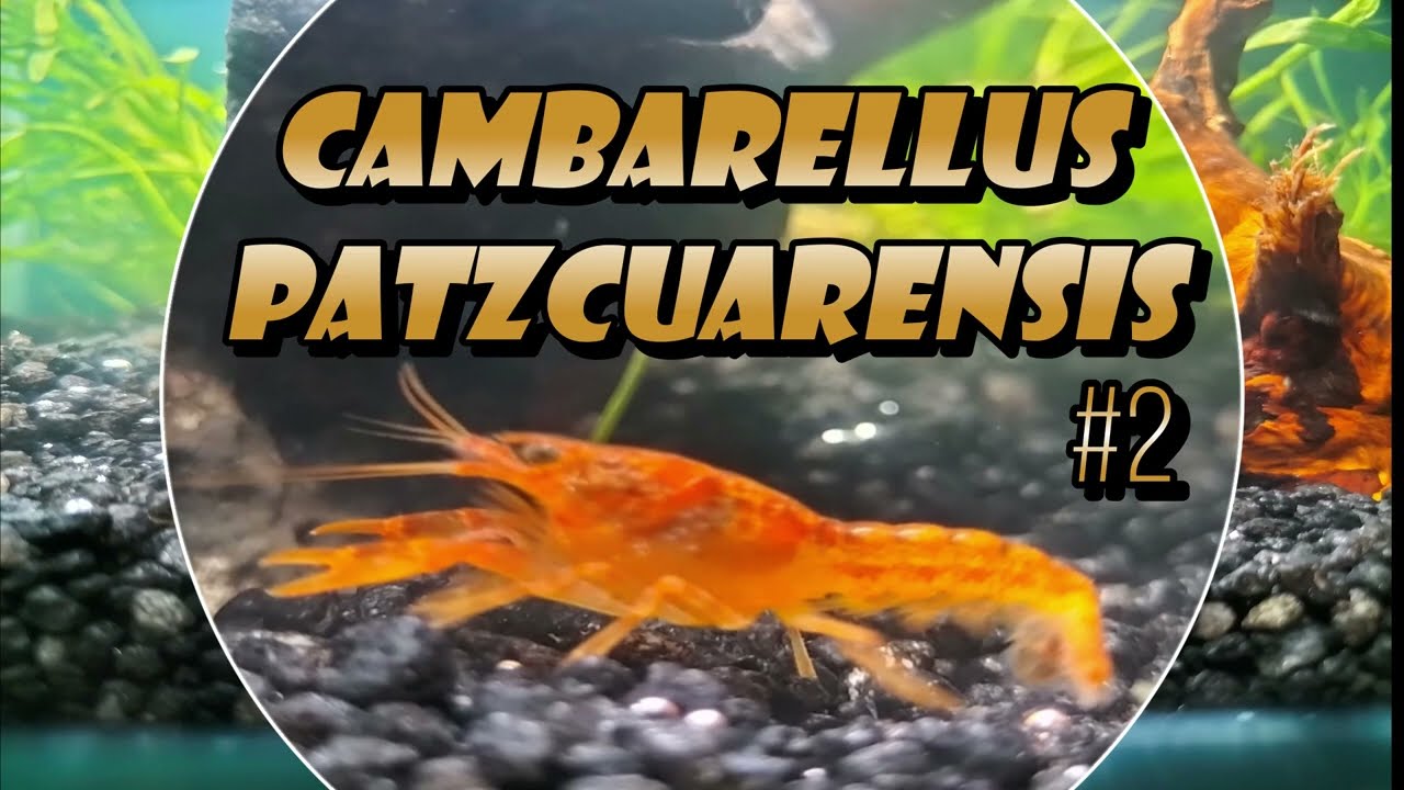 🦞𝗖𝗔𝗡𝗚𝗥𝗘𝗝𝗢 𝗘𝗡𝗔𝗡𝗢 𝗠𝗘𝗫𝗜𝗖𝗔𝗡𝗢🦞 𝗖𝗮𝗺𝗯𝗮𝗿𝗲𝗹𝗹𝘂𝘀 𝗽𝗮𝘁𝘇𝗰𝘂𝗮𝗿𝗲𝗻𝘀𝗶𝘀 🦞#𝐅𝐈𝐂𝐇𝐀 #𝟮 - YouTube