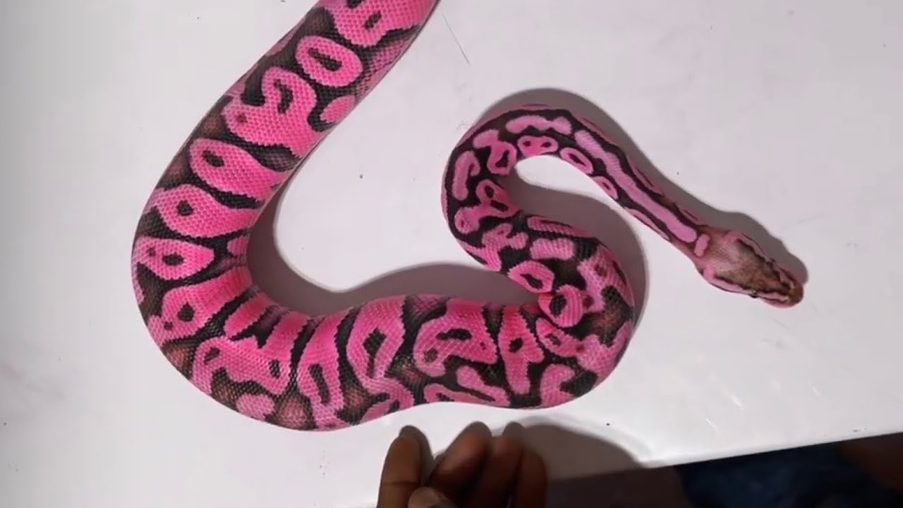 Update of all ball pythons so far in 2022 - YouTube