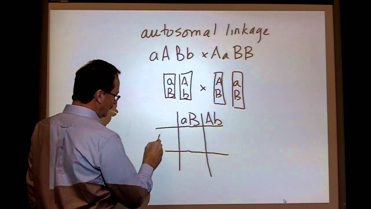 autosomal linkage - YouTube