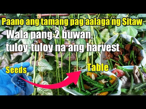 Ep. 6 Sitaw Planting: Guide on Growing Sitaw (String Beans) in the ...