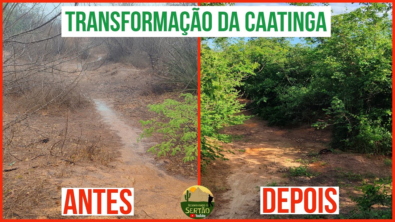 Transformação: Antes e Depois da CHUVA na Caatinga - YouTube