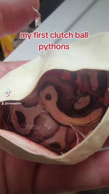 my first clutch of ball pythons - YouTube