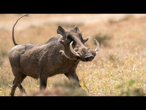 JAVALI AFRICANO (Phacochoerus africanus) - YouTube