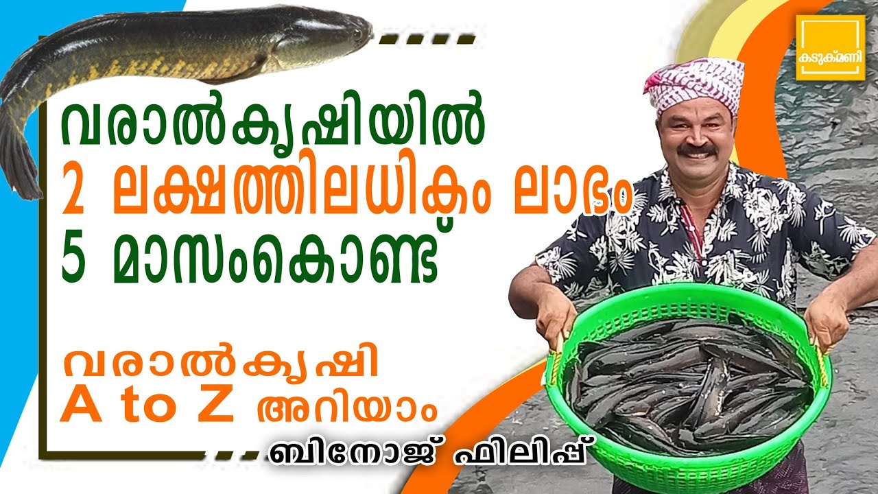 Varal fish harvesting / വരാൽ കൃഷിയിൽ 2ലക്ഷത്തിലധികം ലാഭം 5മാസം കൊണ്ട് ...