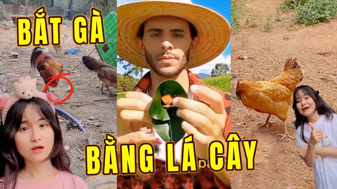 Các Video Hay Nhất Của Trần Vy Vy Phần 8 - Cách Bắt Gà Siêu Cấp Trong ...