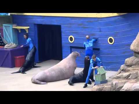 Walrus and Seal show at Sea World