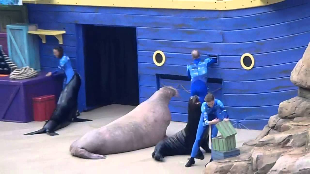 Walrus and Seal show at Sea World - YouTube