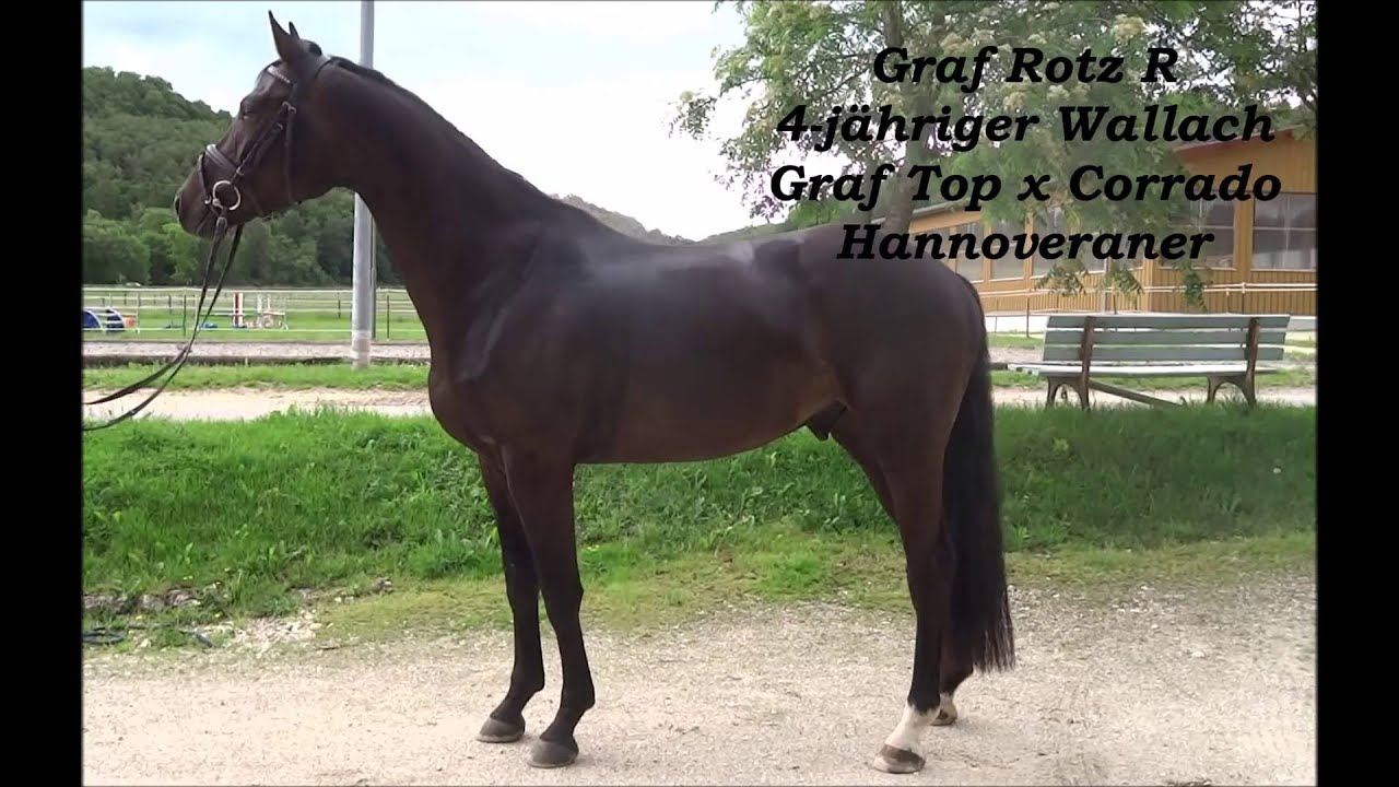 Graf Rotz R / 4-jähriger Wallach / Graf Top x Corrado - YouTube