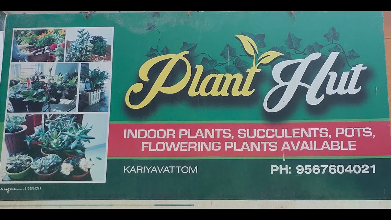 Shop review PLANT HUT - YouTube