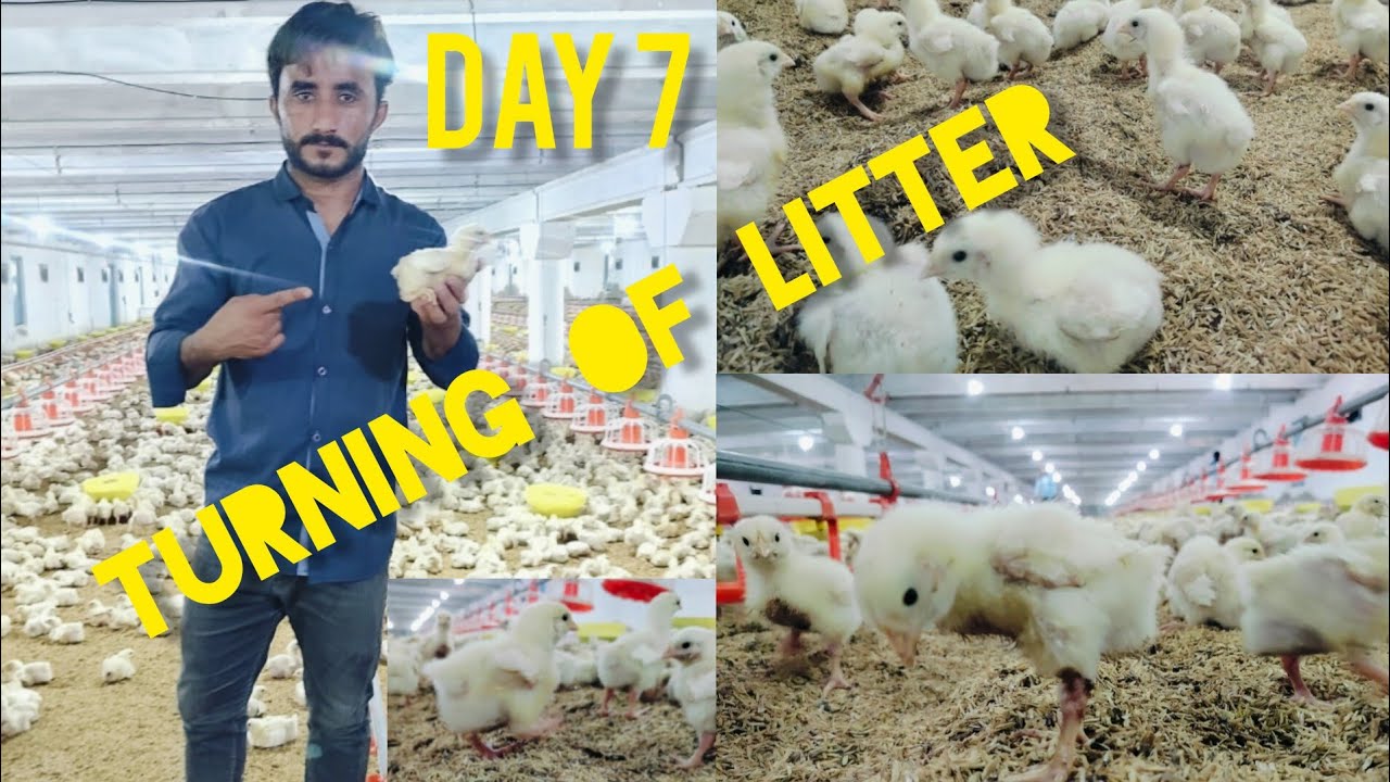 Day 7 Turning of litter in broiler poultry farm how to manage litter in ...