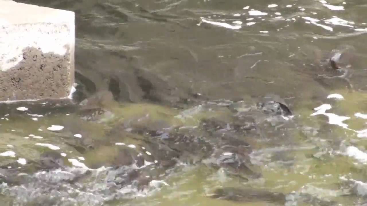 baldwinsville ny carp footage - YouTube