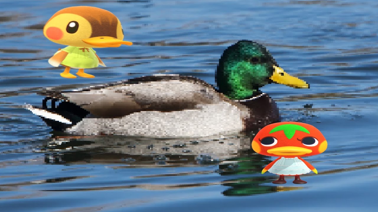 𝙢𝙪𝙨𝙞𝙘 𝙛𝙤𝙧 𝙙𝙪𝙘𝙠𝙨 // 𝙦𝙪𝙞𝙧𝙠𝙮 𝙙𝙪𝙘𝙠 𝙥𝙡𝙖𝙮𝙡𝙞𝙨𝙩 // 𝙙𝙪𝙘𝙠𝙘𝙤𝙧𝙚 - YouTube