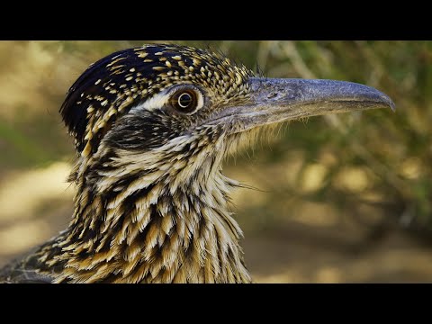 Roadrunner's Race Against Time | 4K UD | Seven Worlds One Planet | BBC Earth