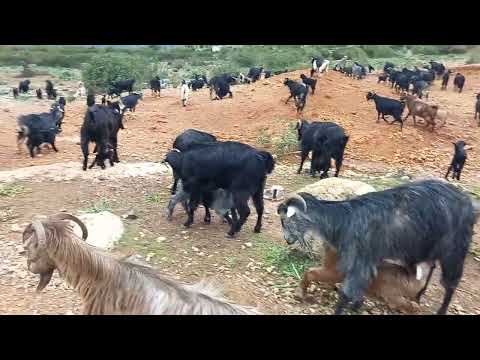 keçi ve oğlak videoları