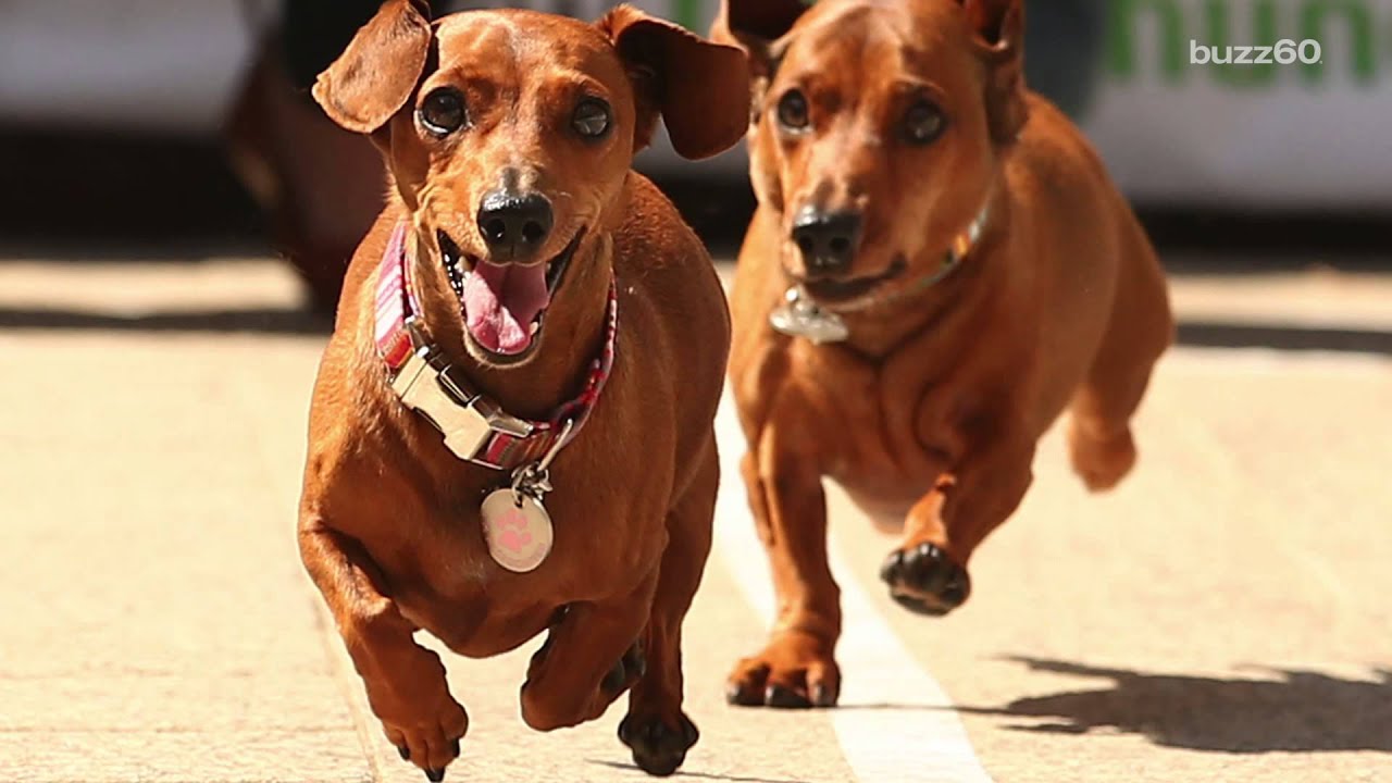 Watching these wiener dogs race will make your day - YouTube