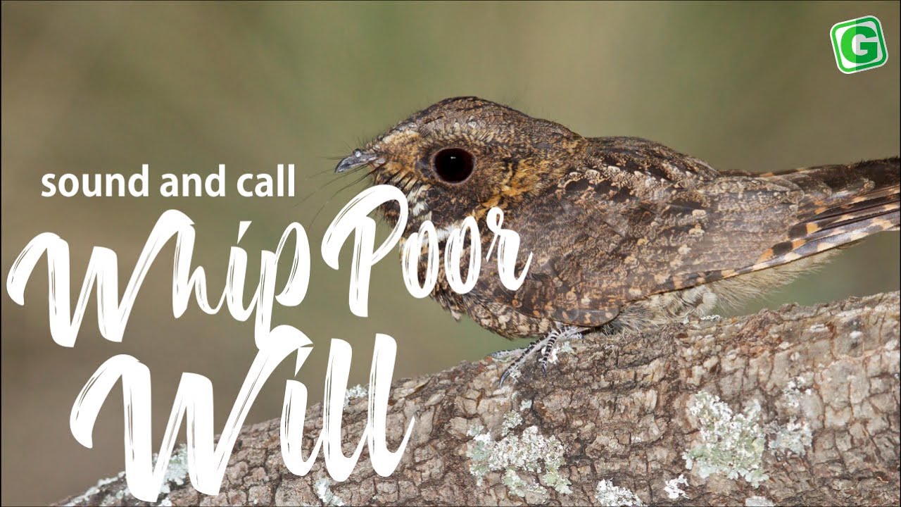 Whip Poor Will Song Call and Sound | Bird Sound Relaxing - YouTube