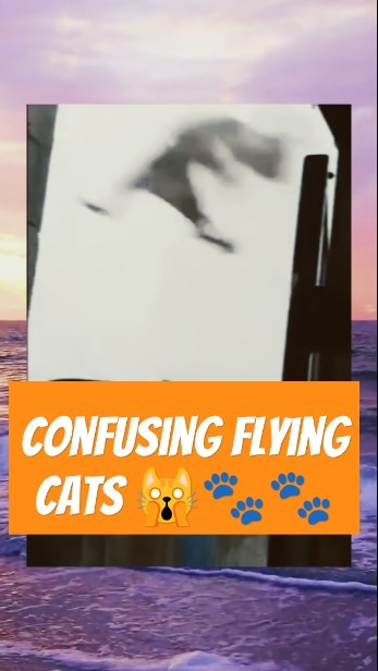 funny cat 36 #catshorts #worldcat #youtubeshorts #catsloversworld #cat ...