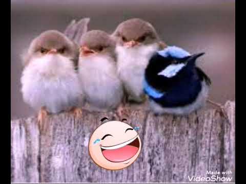 Tatlı kuşlar #kuş