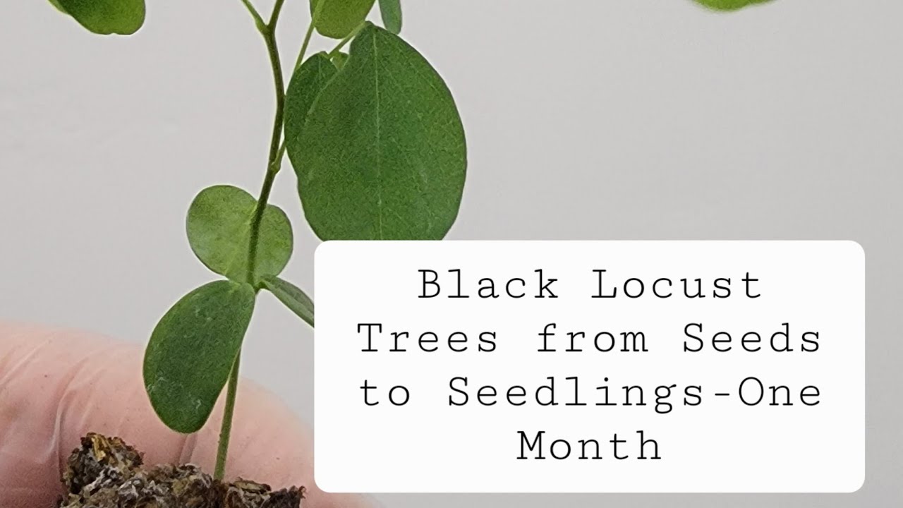 Black Locust Trees - from Seeds to Seedlings - YouTube