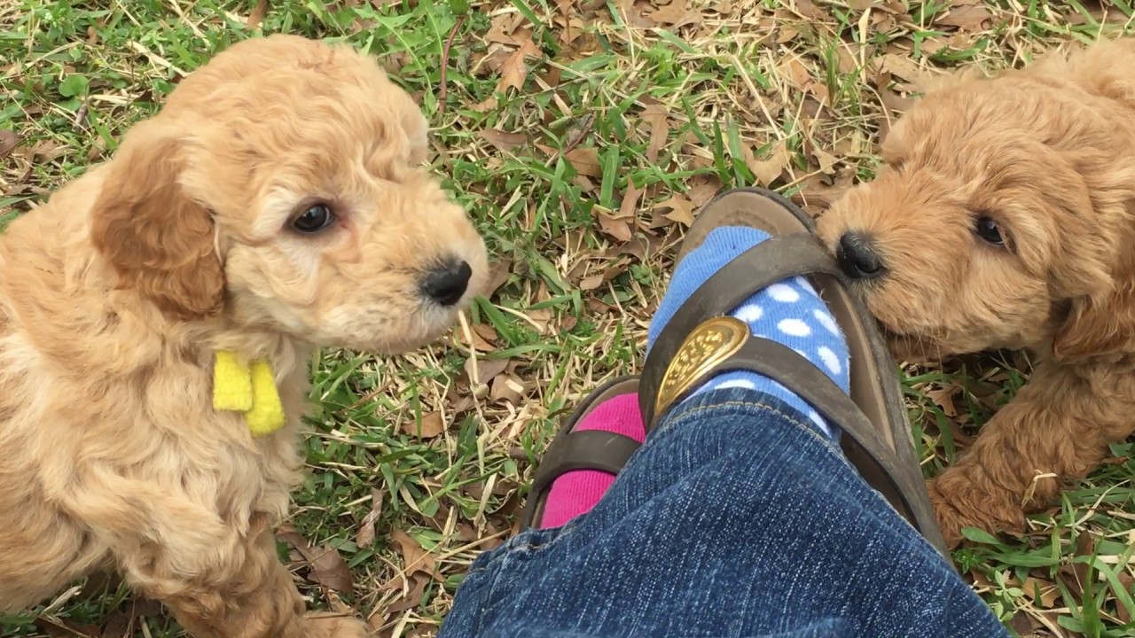 Sammy/Paddington F3 Mini Goldendoodle puppies...6 1/2 weeks - YouTube