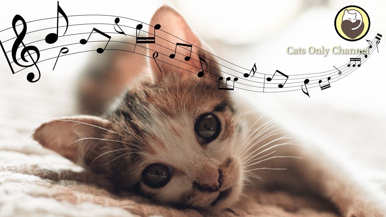 Cat Music to Calm Your Cat - Relaxing Piano Music and Water Sounds ...