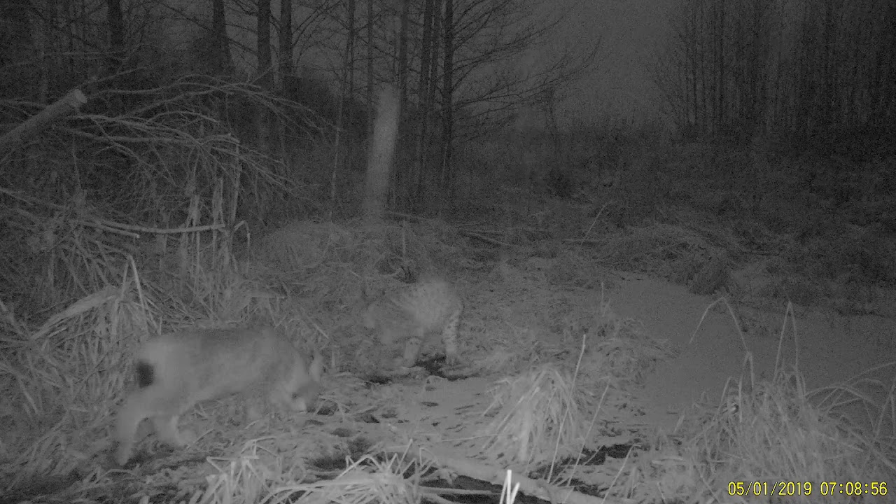 Ilvesed 23.11.21 - YouTube