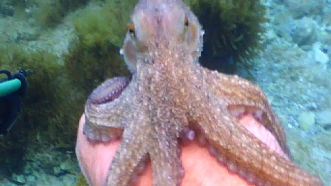Piccolo polpo "maiolino" incontrato in 20 minuti circa di pescasub ...