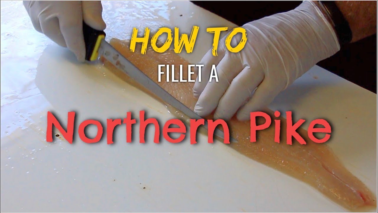 How To: Fillet a Northern Pike - YouTube
