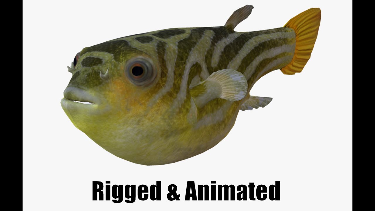 Animated 3D pufferfish blowfish globefish - YouTube