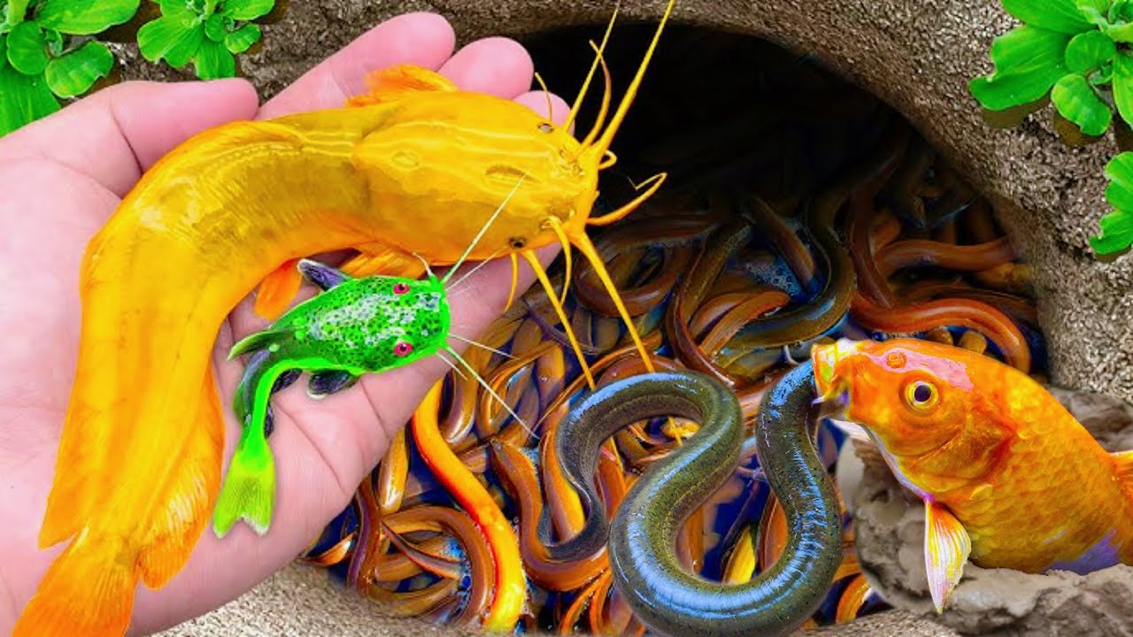 Amazing Catch Ornamental Colorful Strange Catfish, Three Tail Fish ...
