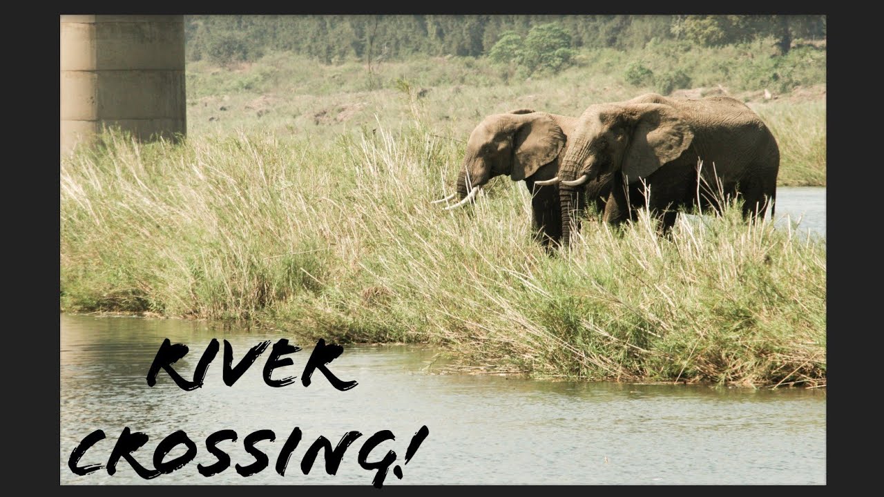 Herd of African Elephants crossing the Olifants river in the Kruger ...