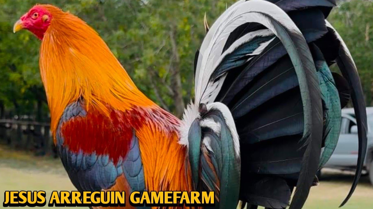 Sweater Spangled hatch Kelso - JESUS ARREGUIN FARM - YouTube