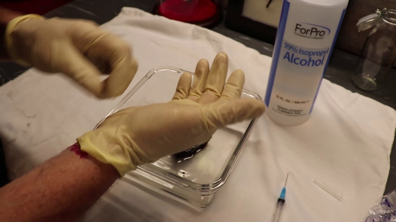 DIY Wet specimen taxidermy: Little Brown Bat| Cobwebs and Candlesticks ...