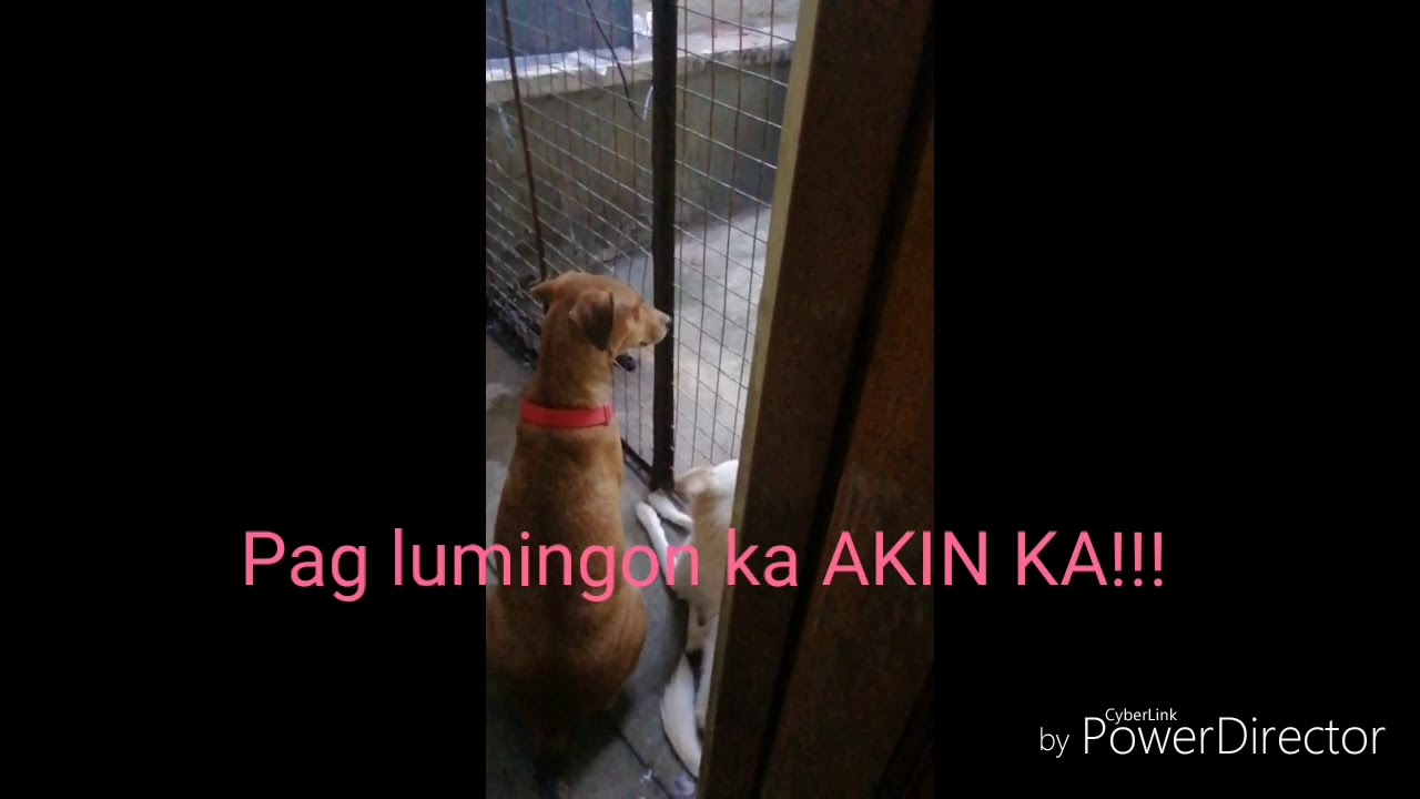 Pag lumingon ka, AKIN KA! dog version 😂 - YouTube